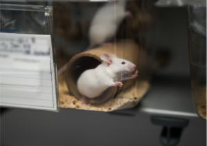 Cell-TiterGLO Assay Service | CTG Assays | IBT